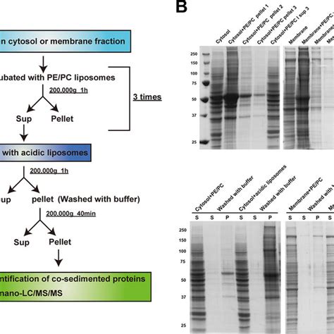 Procedure Of Identification Of Acidic Phospholipid Binding Protein