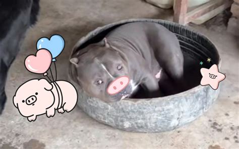 【豫西小丁】9月30日｜直播·录播｜下午四点场🕓｜九月的最后一天 预祝大家国庆节快乐～🎉🎈 雨喵儿 雨喵儿 哔哩哔哩视频