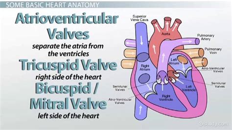 Circulatory System Fun Facts