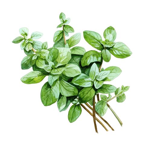 Oregano Clipart