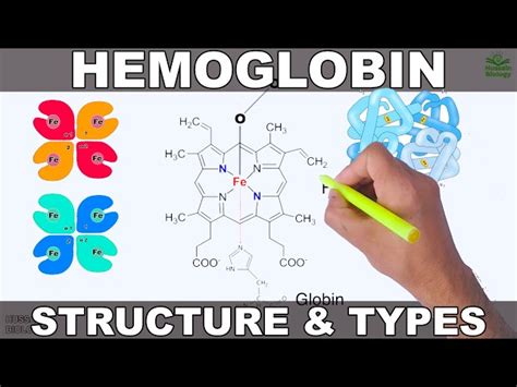 Hemoglobin With Oxygen Molecules Structure Hemoglobin Molecule With