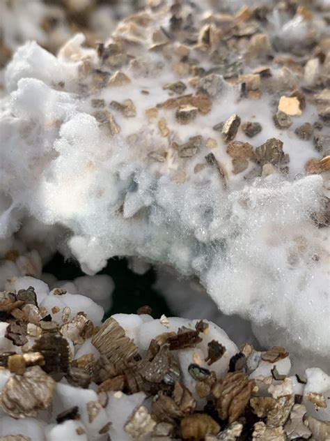 Trichoderma R Mycophiles