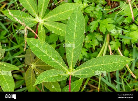 Top View Of Cassava Leaf In The Form Of A Fresh Green Starfish Purple