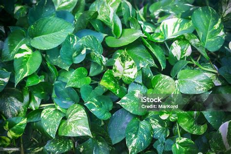 아름다운 천연 녹색 에피프렘넘 아우레움 리아나 젊은 녹색 열대 잎과 완벽한 배경 단풍 식물 열대 광고를위한 정글 자연 질감 공간을 복사합니다 빈 패턴입니다 0명에 대한 스톡