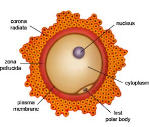 Sex Cells Welcome To Science With Mr Patterson