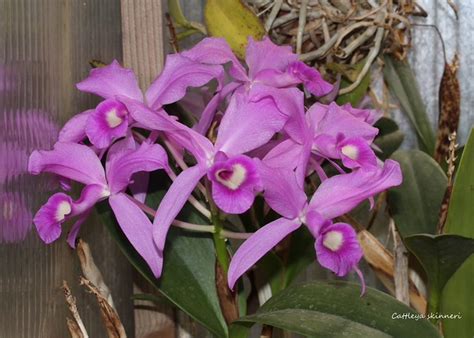 Guarianthe Cattleya Skinneri Orchid Board Most Complete Orchid