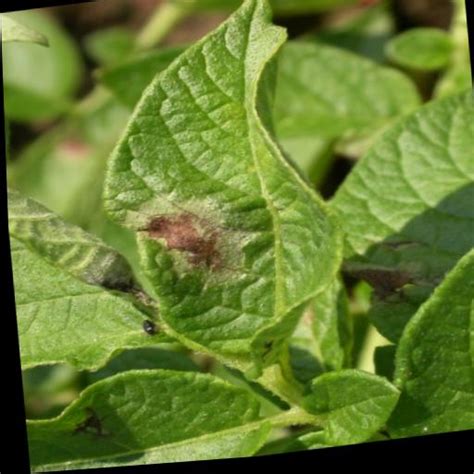 TOMATO PLANT DISEASE Object Detection Dataset By Khen Pahilanga