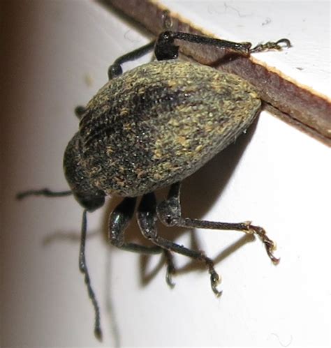 Black Vine Weevil Bugs And Beetles In Sutton Massachusetts