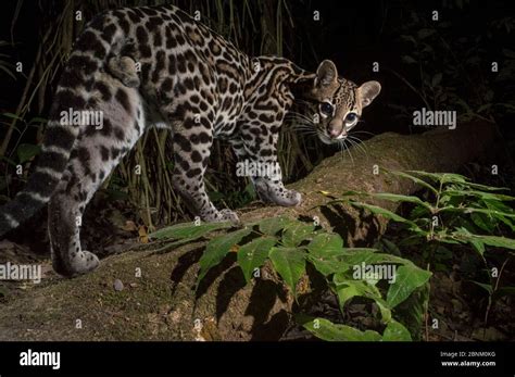 Ocelot Leopardus Pardalis Walking Camera Trap Image Nicoya