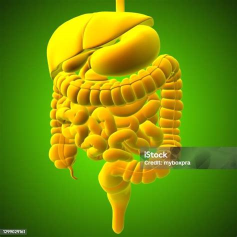 의료 개념 3d 렌더링을 위한 인간 소화 시스템 해부학 3차원 형태에 대한 스톡 사진 및 기타 이미지 3차원 형태 간 내부 기관 건강관리와 의술 Istock