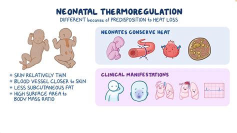 Thermoregulation Neonate Nursing Osmosis Video Library