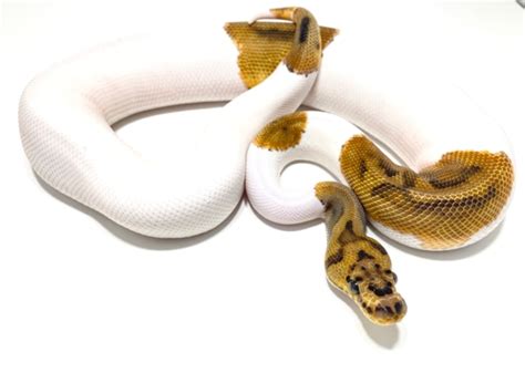 Clown Pied Ball Python By Hudson River Reptiles