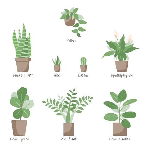 Diferentes Tipos De Plantas Ilustración De Diferentes Tipos De