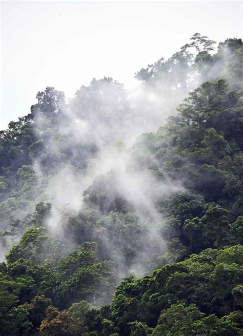 Trees After A Storm R Interestingasfuck