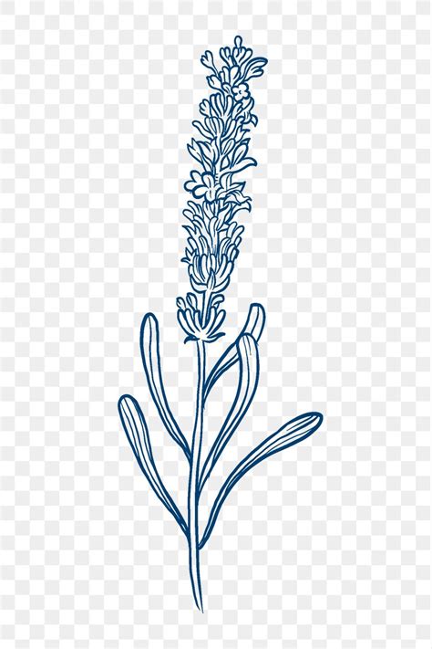 Lavender Flower Png Images Free Photos Png Stickers Wallpapers Backgrounds Rawpixel