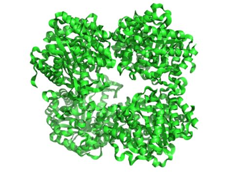β Glucosidase Wikipedia