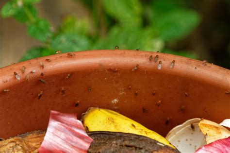 Can You Compost Shrimp Shells If Yes How To Do It