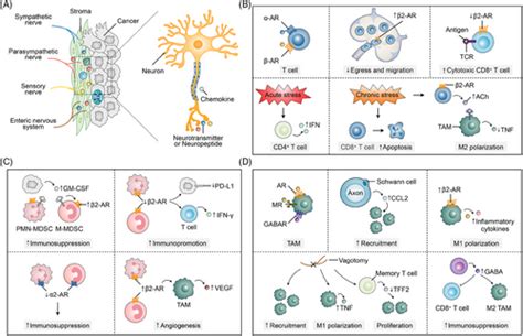 Neuroscience In Peripheral Cancers Tumors Hijacking Nerves And