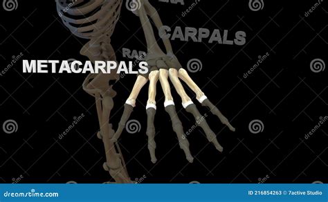 Metacarpals Bones Of Human Hand Stock Illustration Illustration Of