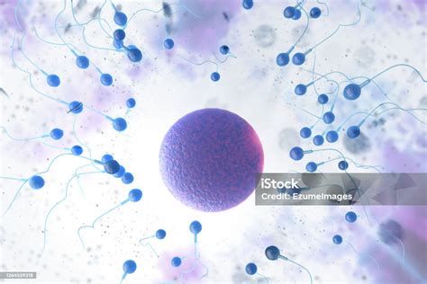 정자 와 계란 3d 일러스트 난자에 대한 스톡 사진 및 기타 이미지 난자 세포 정자 Istock