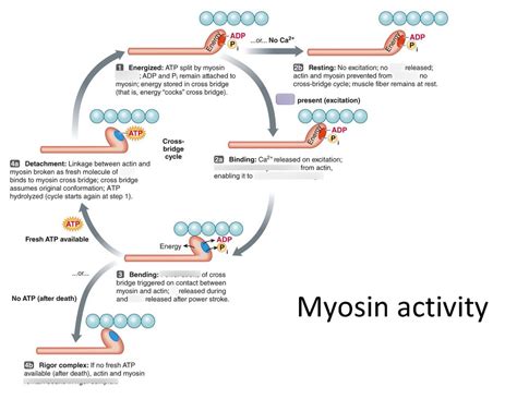 Myosin Activity Diagram Quizlet