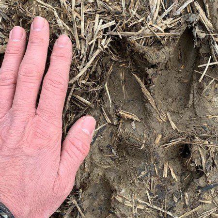 Mule Deer Tracks