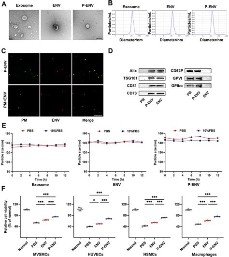 Delivery Of Mesenchymal Stem Cell Derived Nanovesicles Ijn