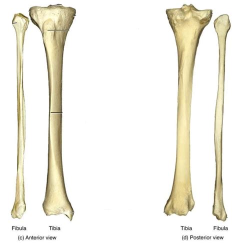 Tib Fib Diagram Quizlet