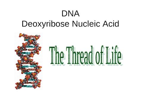 Ppt Dna Deoxyribose Nucleic Acid Dokumentips