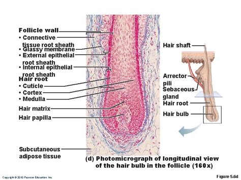 Follicle Wall Connective Tissue Root Sheath Glassy Membrane