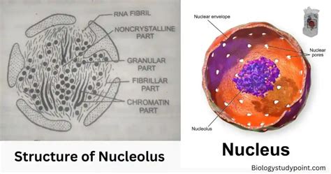 What Is The Function Of Nucleolus Definition Structure 2025
