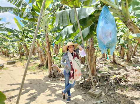 Banana Planting Distances And Support Systems Wikifarmer