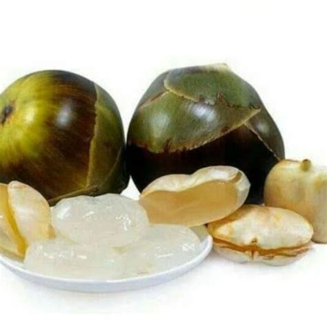 Buah Siwalan Lontar Ental 1 Buah Isi 3 Biji | Lazada Indonesia