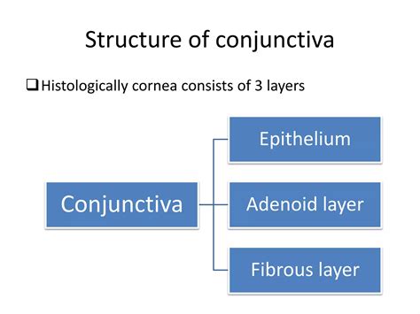 Anatomy Of The Conjunctiva Pptx