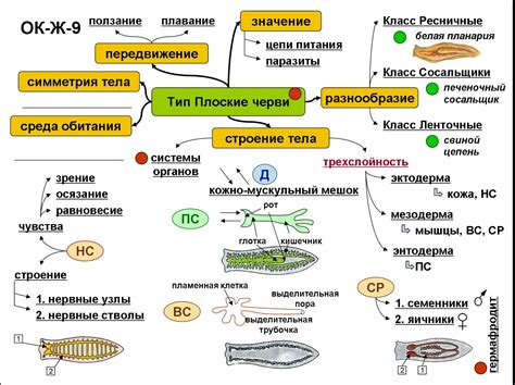 Царство растений много фото