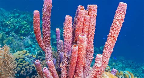 Watch Sea Sponges Sneeze Out Stringy Mucus In Slow Motion