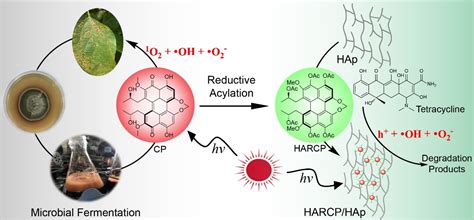 饶义剑教授团队在chemical Engineering Journal发表基于天然产物仿生光催化降解四环素的研究成果（博士生陆柳伸为其中一作