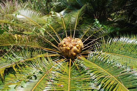 Cycad Female Cone