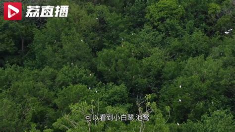 游遍江苏丨打卡扬州生态宝库凤凰岛湿地公园仿佛置身鸟类的天堂 我苏网