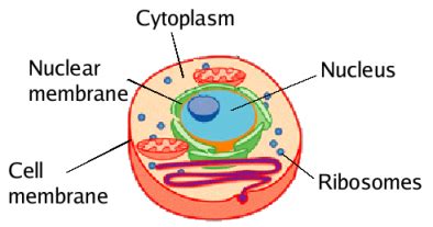 Cytoplasm Organelle Project