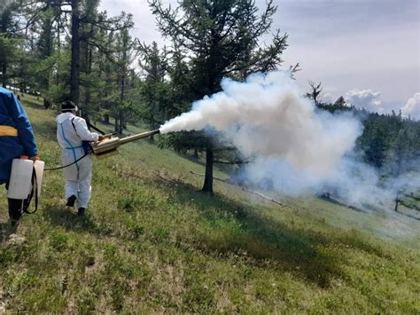 Ойн хөнөөлт шавжтай тэмцэх ажил Хөвсгөл аймагт хийгдэж байна
