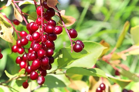 Canada Red Chokecherry For Sale Buying And Growing Guide