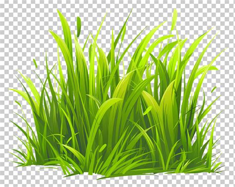 Grass Lush Green Grass Patch Illustration Png Clipart Botanical Inspiration Fresh Grass