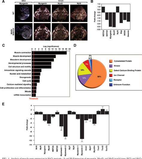 Figure 4 From Regulation Of Skeletal Muscle Sarcomere Integrity And