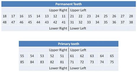 A Tooth By Any Other Name A Quick Overview Of Dental Nomenclature Emergucate