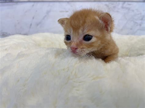 코리안숏헤어 사랑이 보스턴테리어 핏불테리어 허스키 테리어종류 꼬똥 차오차오 아프간하운드 Cat 강아지분리불안 털안빠지는강아지 귀여운강아지 강아지종 사바나캣 믹스견 잭러셀