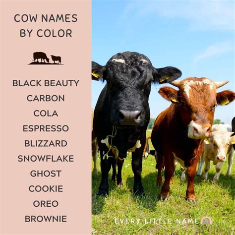 Black White Cow Names At Maria Couch Blog