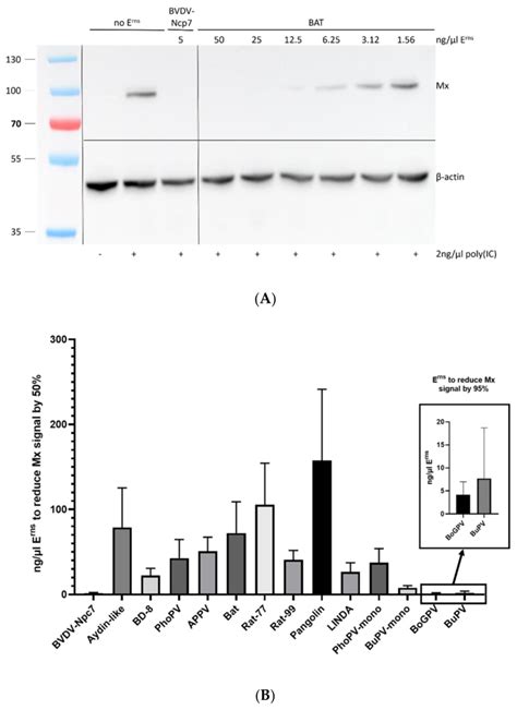 Inhibition Of Interferon Expression Was Analyzed Using The Expression