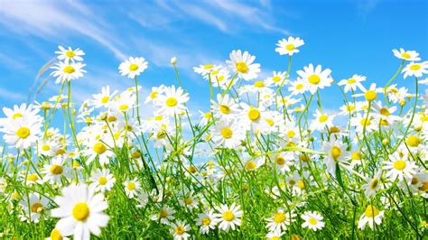 20 Best Spring Wallpaper Desktop Windows 10 You Can Save It Free Of Charge Aesthetic Arena