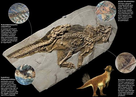 ნაყოფიერი ნამარხი